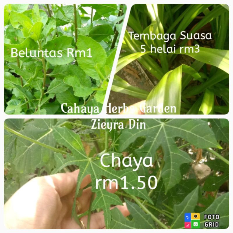 Keratan Beluntas/ Cahaya@ Ajinomoto/ Daun Tembaga Suasa/ lemon batik ...