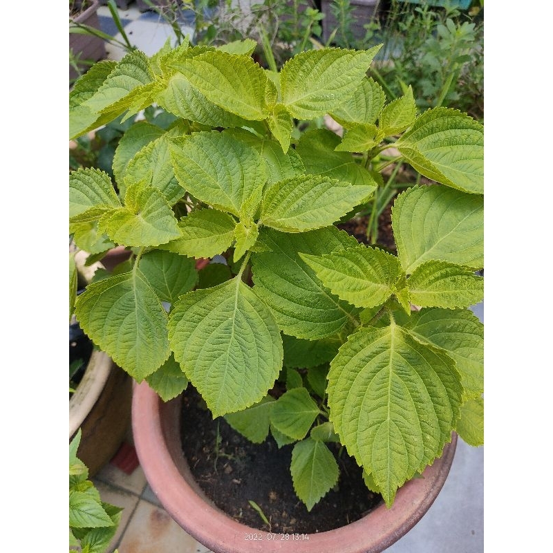 Big Leaf Korean Green/Hojiso /Bii Shiso Plant 青紫苏 （大叶）Anak Pokok ...
