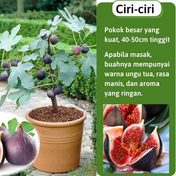 Anak pokok buah tin blackjack, pokok buah tin segar buah pelik TD Farm ...