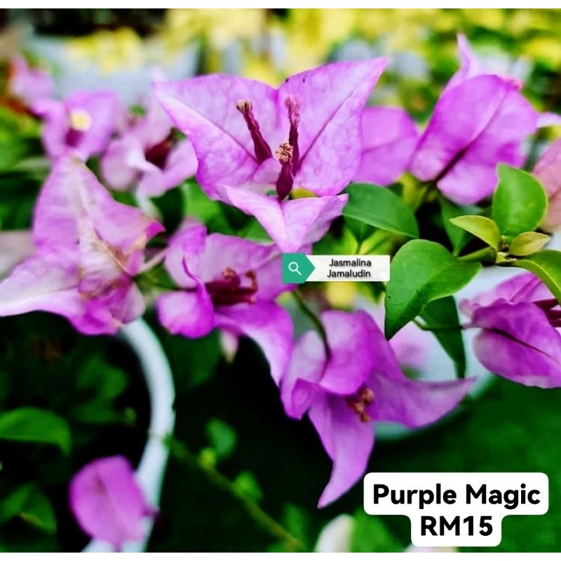 Bunga Kertas Bougainvillea Purple Magic | Shopee Malaysia