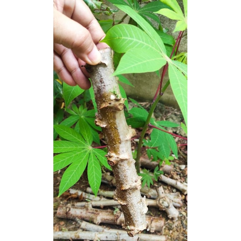 Ubi Kayu (keratan Batang Pokok Ubi Kayu tangkai merah-jenis manis ...