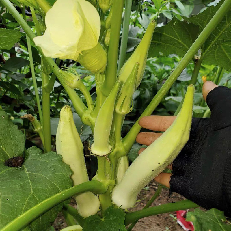 Benih Bendi Putih Hybrid (rare) / F1 White Okra [3 seeds] | Shopee Malaysia