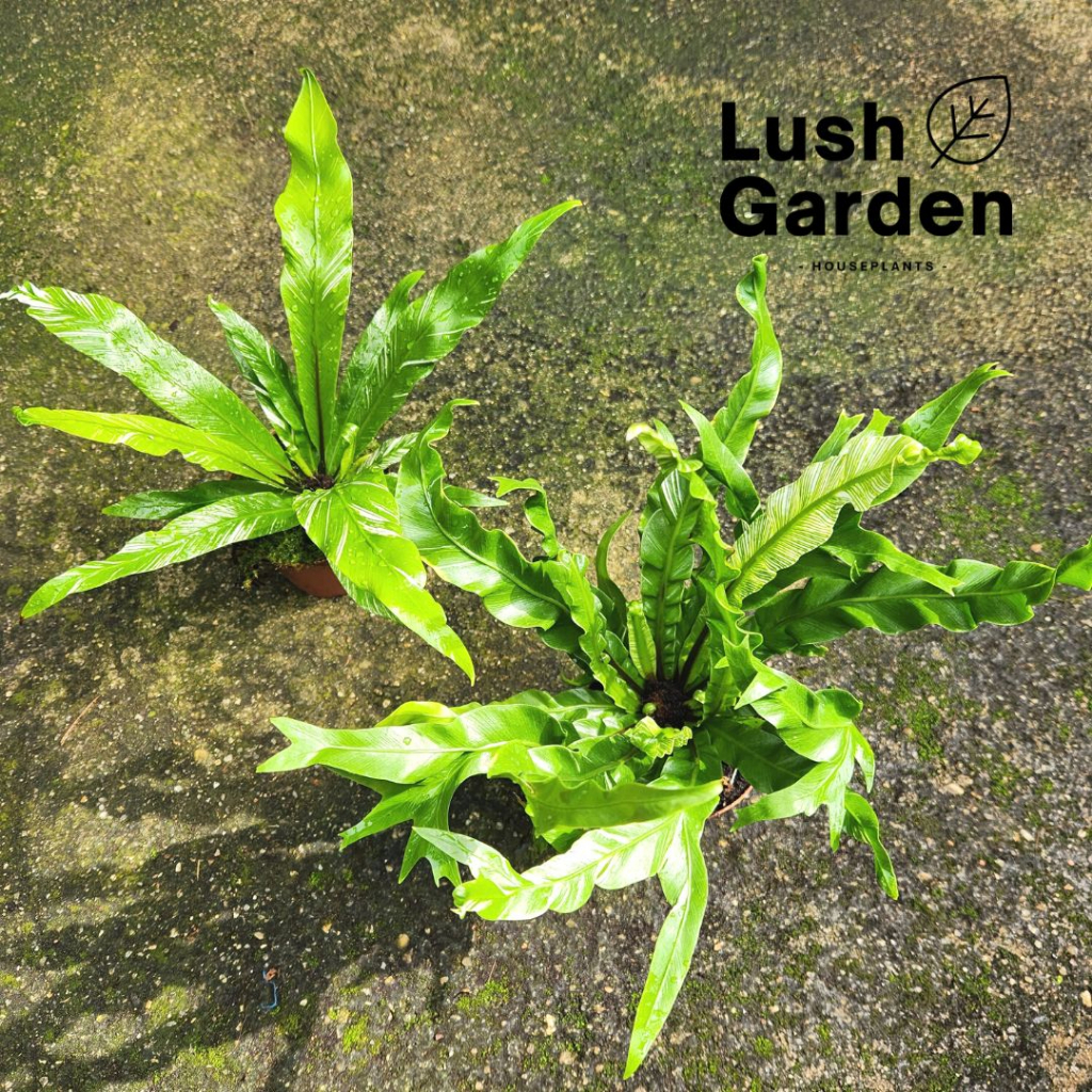 Asplenium Variegated 85mm Pot Fern Live Plant Pokok Hiasan [Lush Garden ...