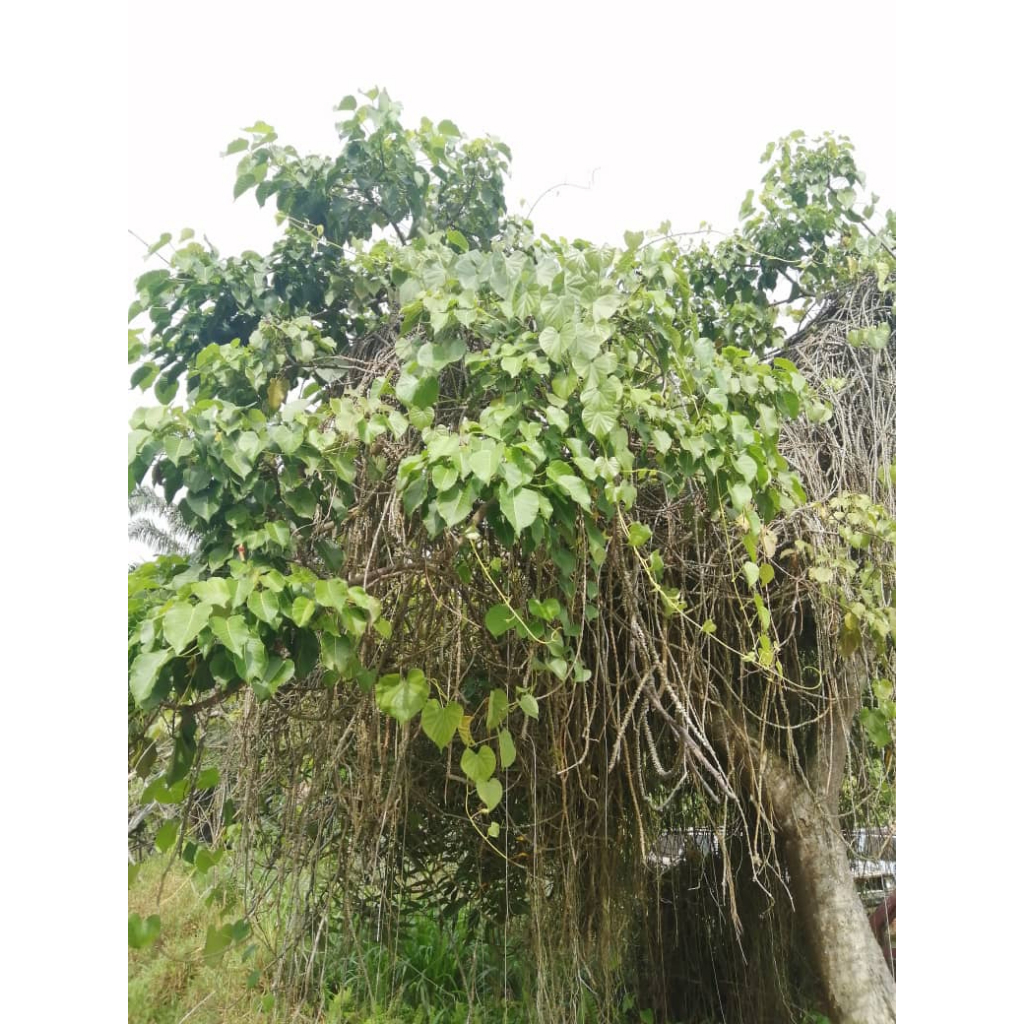 5 KERATAN BATANG Brotowali/ Akar Seruntun | Shopee Malaysia