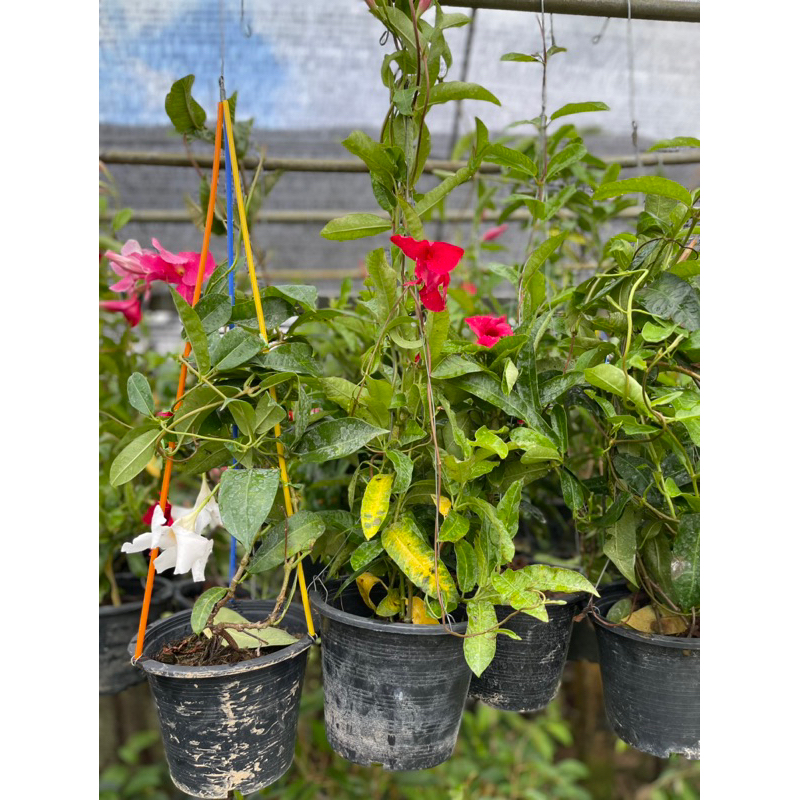 Pokok Bunga Mandevilla / Pokok Bunga Menjalar | Shopee Malaysia