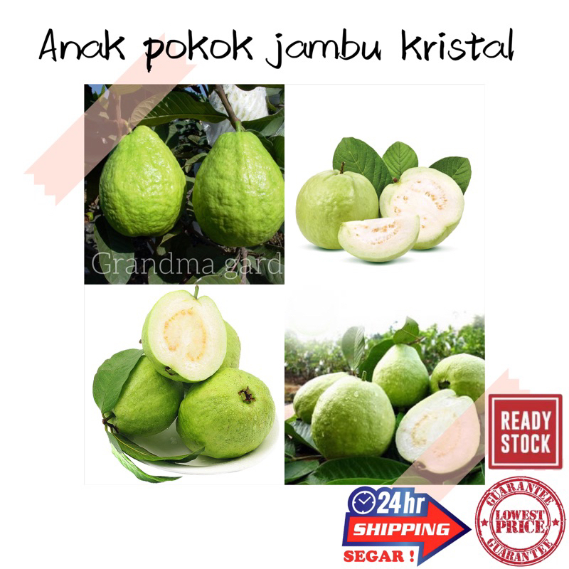 (GG real plant) anak Pokok jambu kristal (tanpa biji/seedless) crystal ...