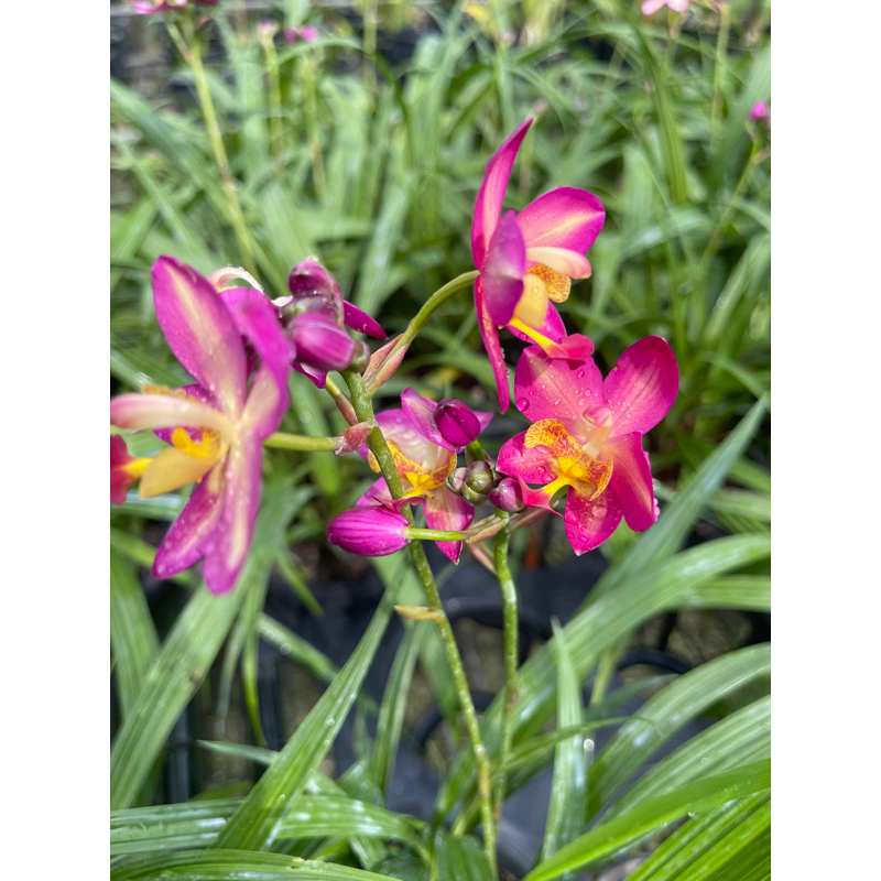 🔥🔥🔥HOT SALES🔥🔥🔥 SPHATOGLOTTIS @ Orkid Pinang @ orkid Pinang | Shopee ...
