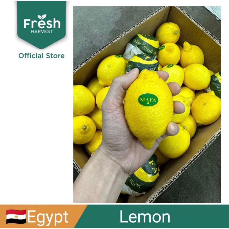 Egypt Mafa Lemon 埃及柠檬 | Shopee Malaysia