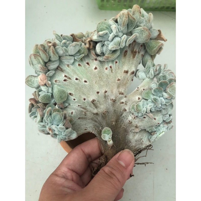 Live Succulent Plant 锦晃星缀化Echeveria pulvinata Rose cristation(14cm ...