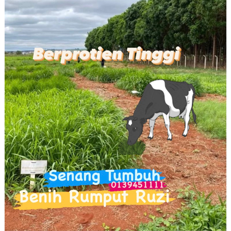 Biji Rumput Ruzi Berprotein Tinggi Sumber Makanan Ternakan Lembu ...