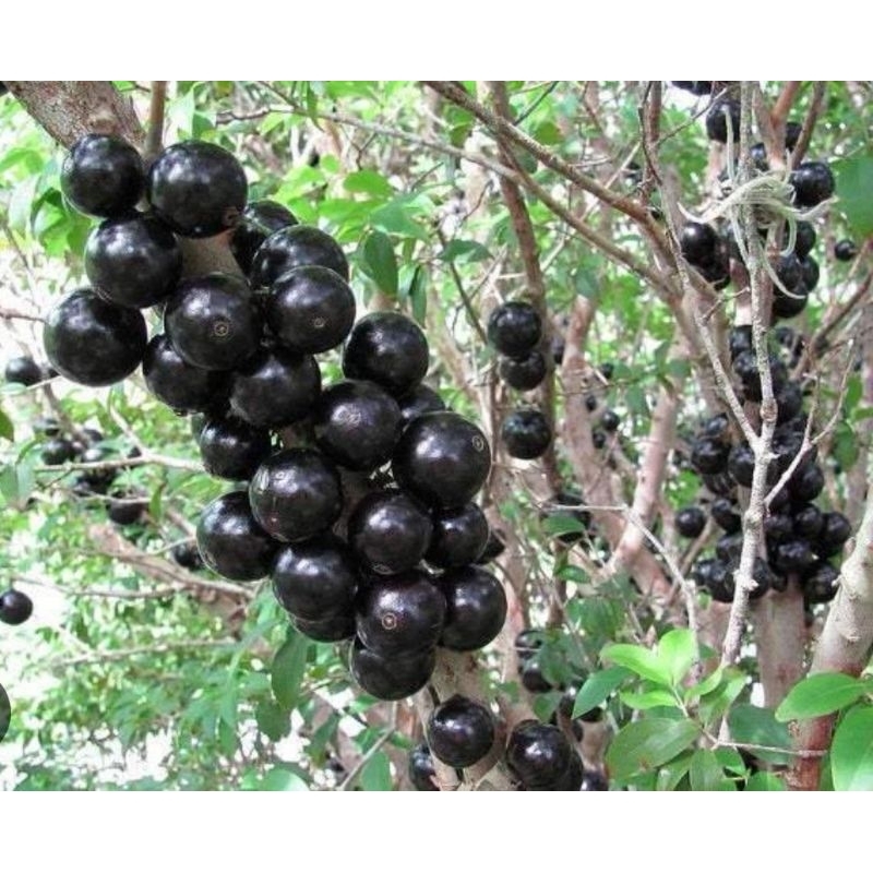Pokok Anggur Brazil / Jaboticaba ( Outdoor Plants) | Shopee Malaysia