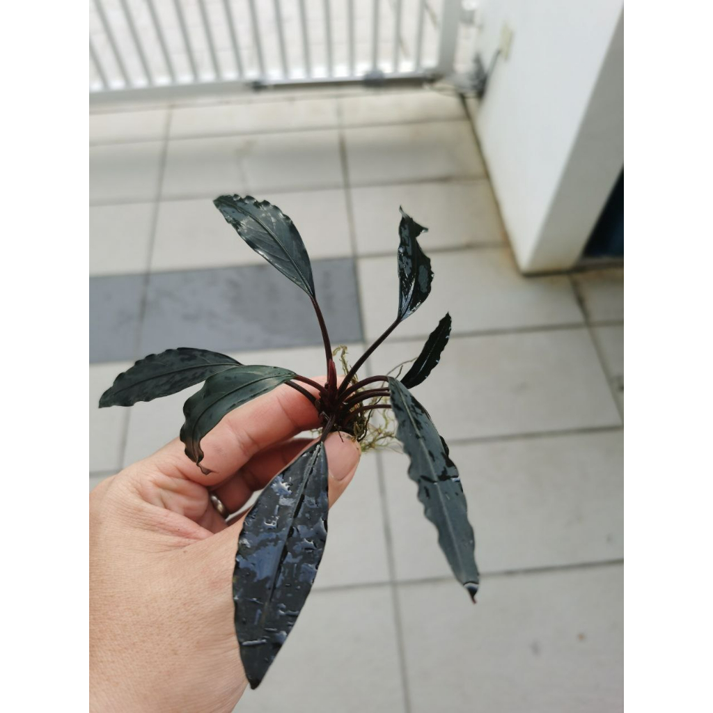 Aquatic Best Channel[ABC] - Aquaplant - Bucephalandra Dark Africa ...