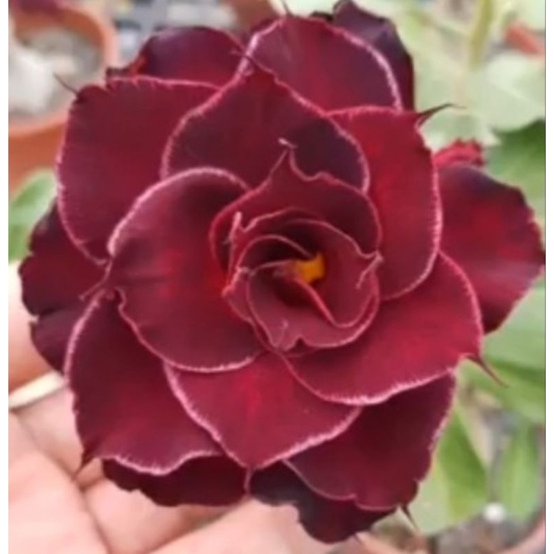 Adenium live plant id baru(black dragon) | Shopee Malaysia