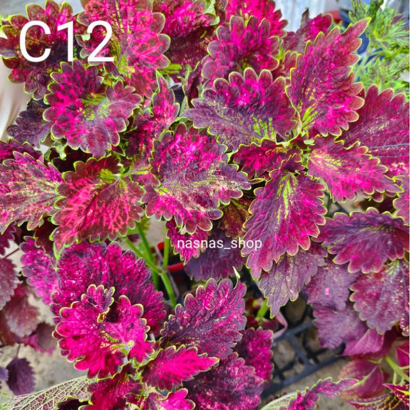 Pokok Bunga Ati Ati Ati2 Coleus Ati-Ati AtiAti Flower Live Plant ...