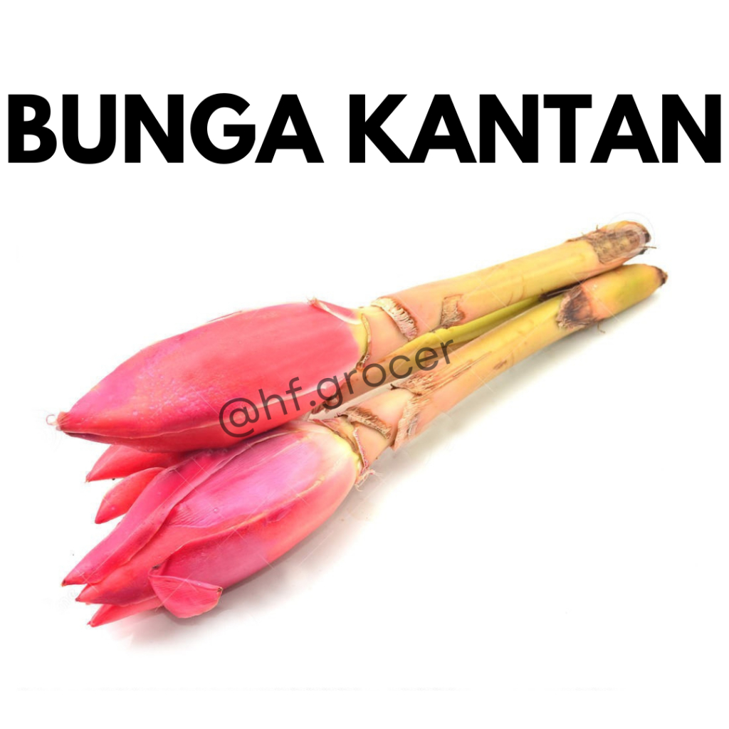 Bunga Kantan | Fresh Torch Ginger Flower | Shopee Malaysia