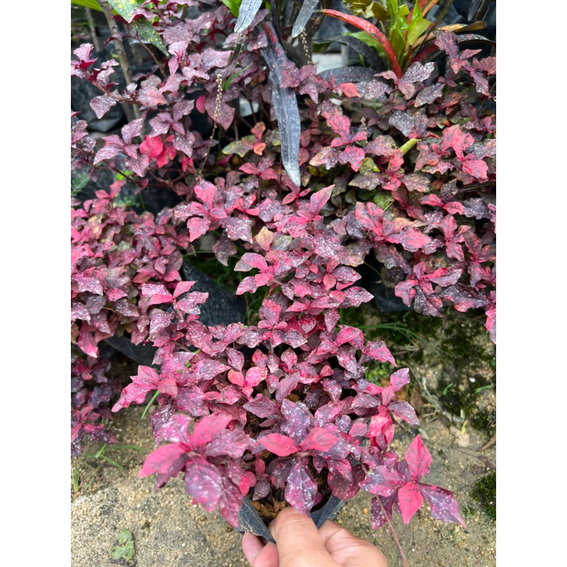Althernanthera pokok hiasan Lanskap / Tahan panas | Shopee Malaysia