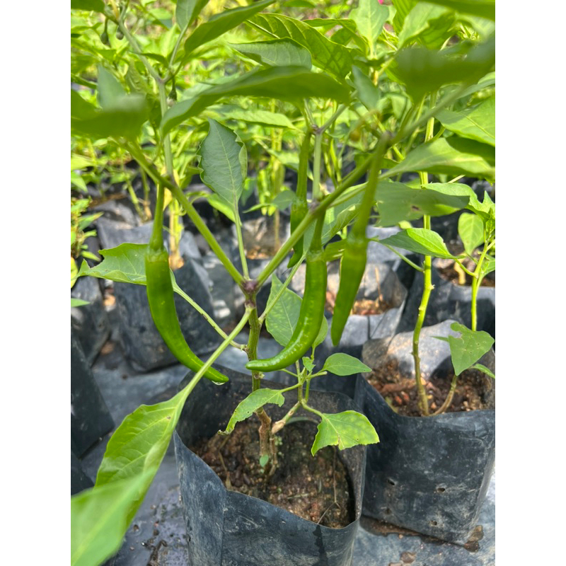 Cili Besar cepat berbuah dalam polybag / Big Chilies | Shopee Malaysia