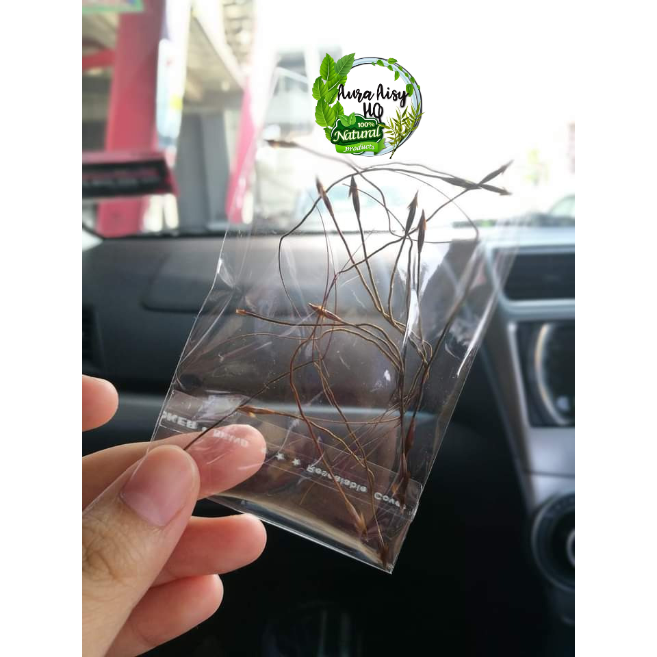 Bibit Pokok Bulu Prindu @ Misai Adam @ Paku Rimba | Shopee Malaysia