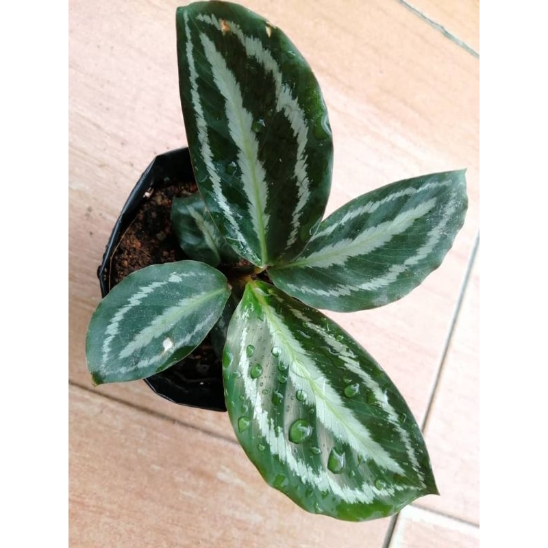 Anak Pokok Calathea (Prayer Plant) | Shopee Malaysia