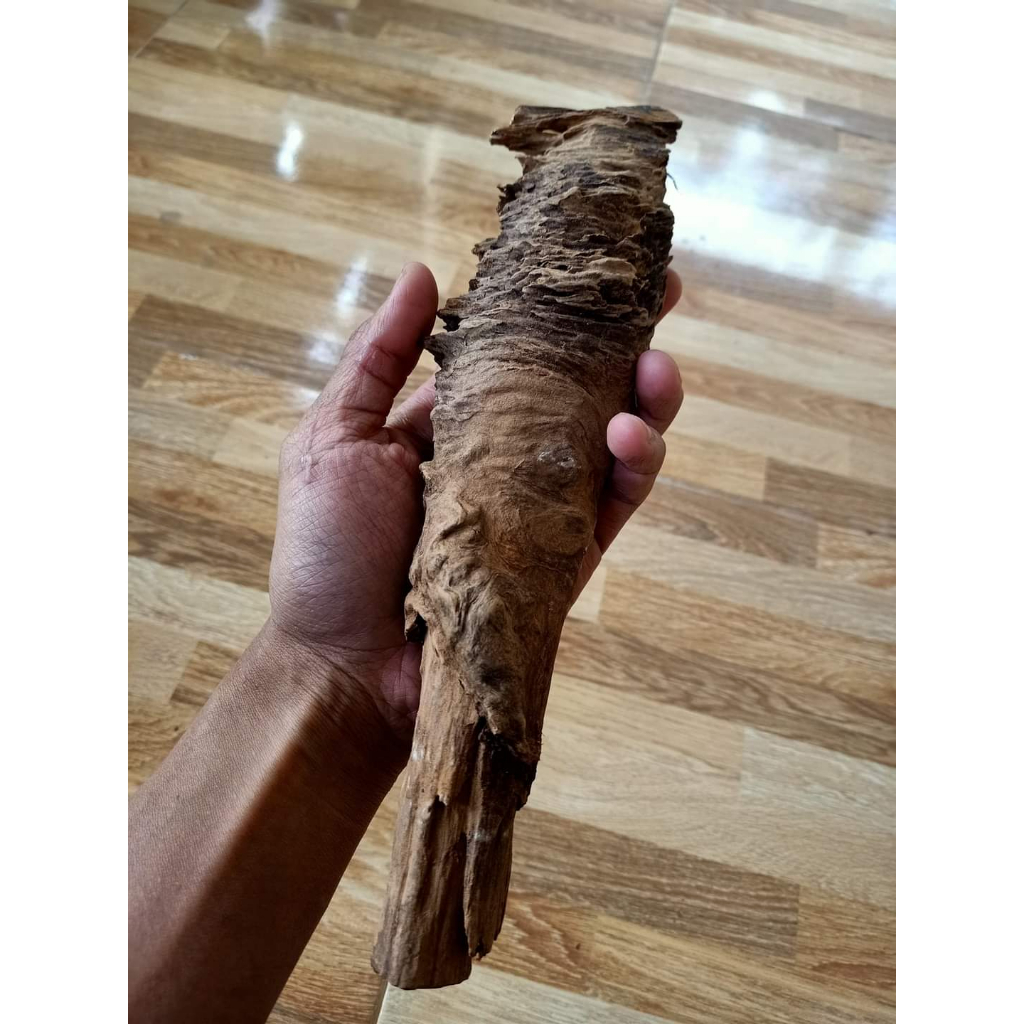 Akar / kepala raja kayu | Shopee Malaysia