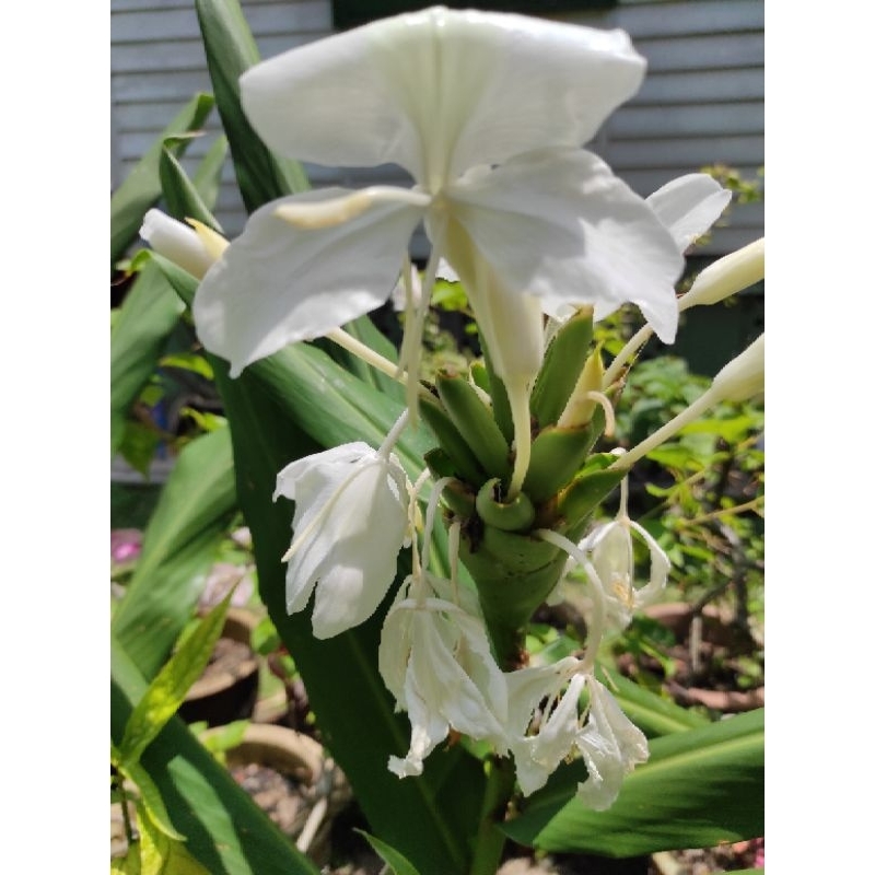 Keratan ubi Gandasuli putih/ white ginger lilly/ sugandhi flower ...
