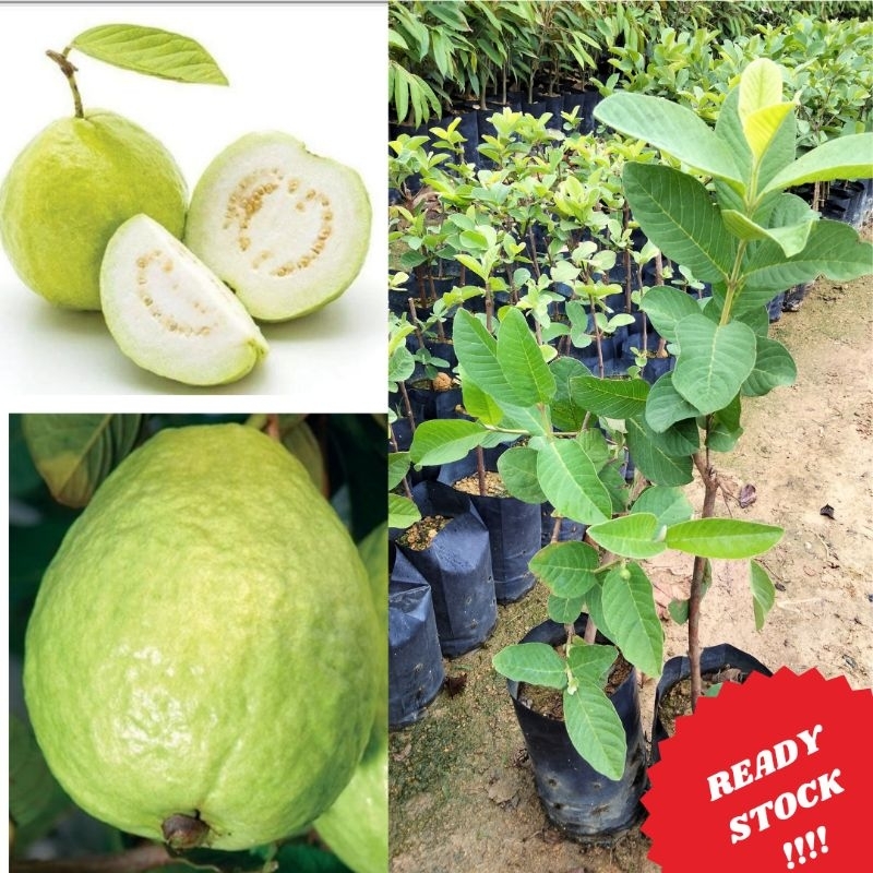 [READY STOCK] GARDEN ANAK POKOK JAMBU BATU LOHAN ORIGINAL (GU16) CEPAT ...