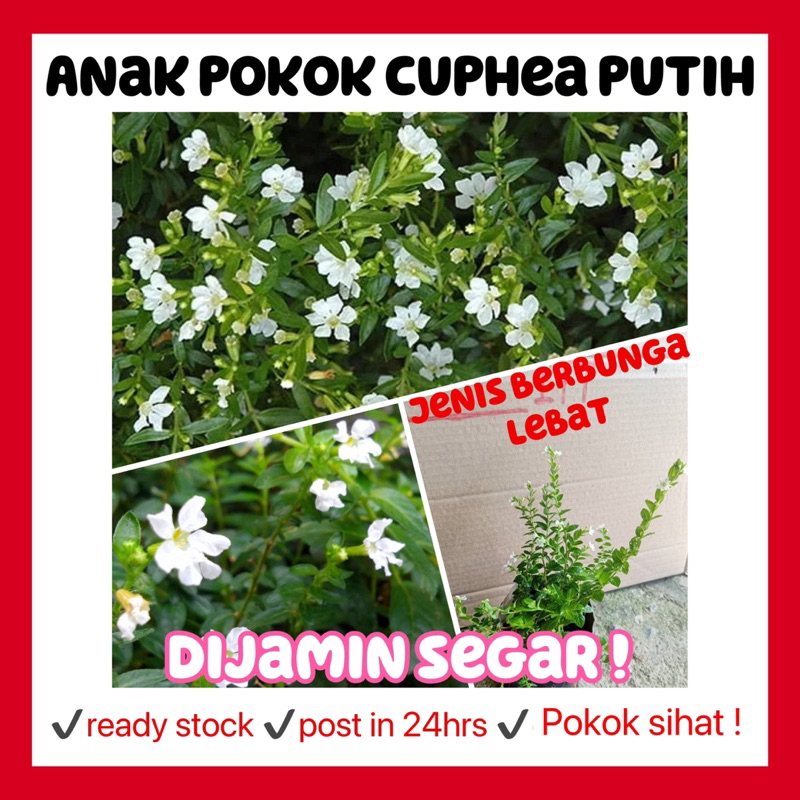 rina • anak pokok cuphea putih • pokok hidup live plant bunga white ...