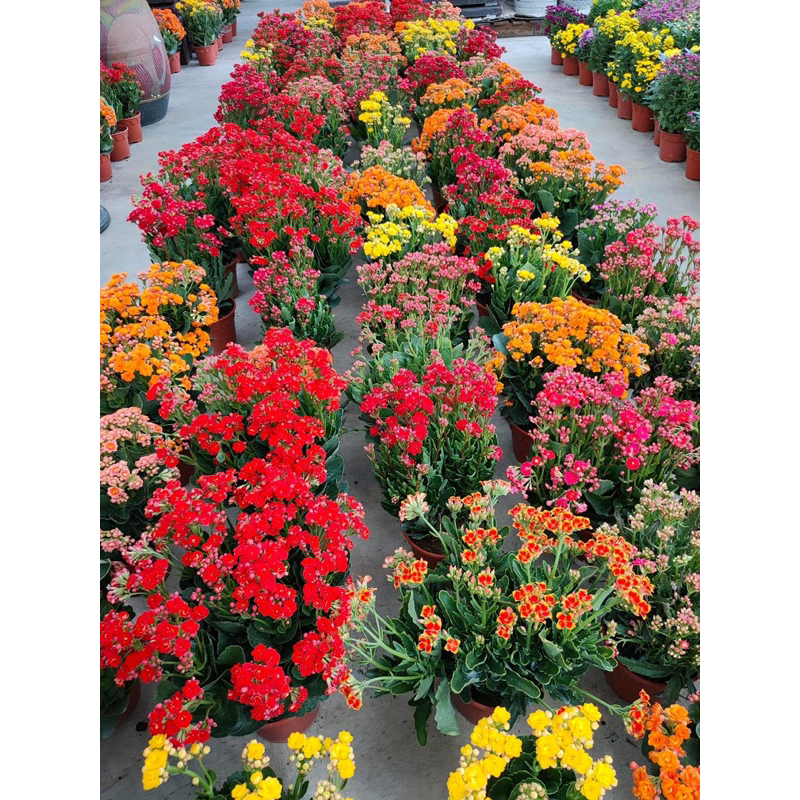 bunga kalanchoe big (real live plant) | Shopee Malaysia