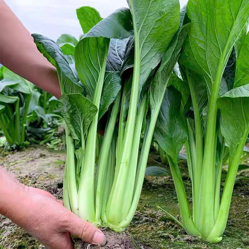 10gram Sawi Hijau -Benih Sawi Manis Hijau /Choy Sum seeds 菜心种子 黑油白菜籽 ...