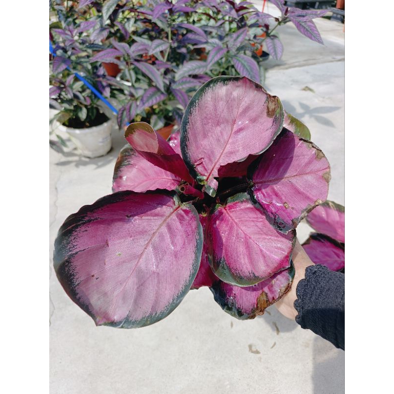 Happi GO 1Pot Calathea Purple Rose 紫玫瑰竹芋 (Live Plant) | Shopee Malaysia