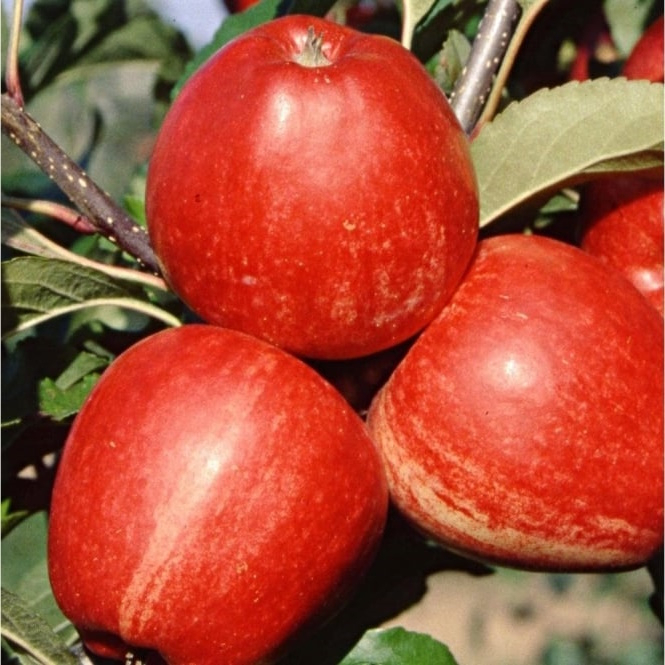 Anak Pokok Apple Red Gala | Shopee Malaysia