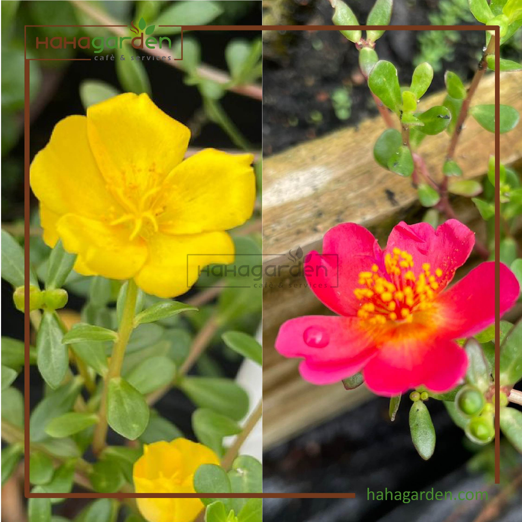 10 Batang Keratan Bunga Ros Jepun/Japanese Rose/Pokok Bunga Pukul 10 ...