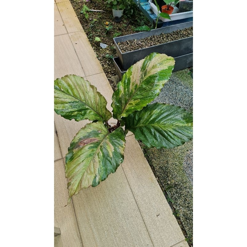 Anthurium Hookeri Pink Siam Renaissance Variegated | Shopee Malaysia