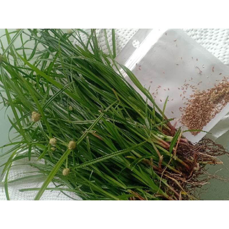 Pokok Rumput Helikopter/ Mata Lalat | Shopee Malaysia