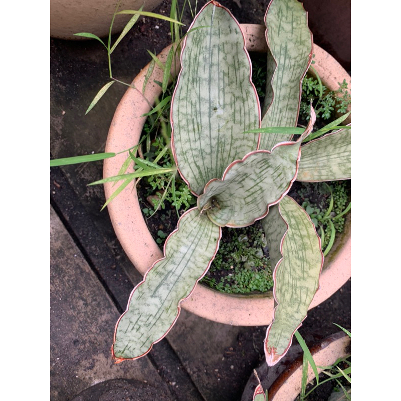 Pokok lidah Jin Khas tanpa pasu bunga - jenis perak biru ( Silver Blue ...