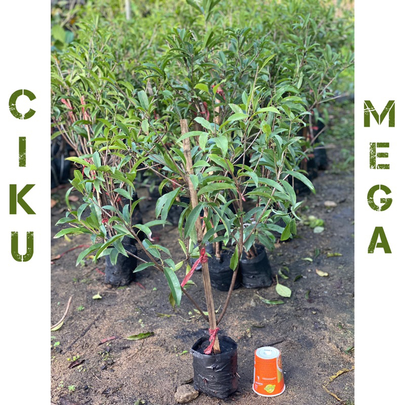 Pokok Ciku Mega pokok tinggi thai buah besar thai murah | Shopee Malaysia