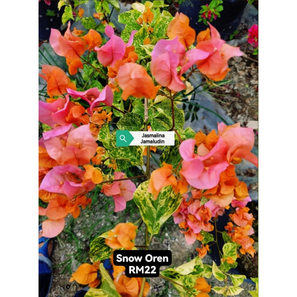 Bunga Kertas Bougainvillea Snow Oren | Shopee Malaysia