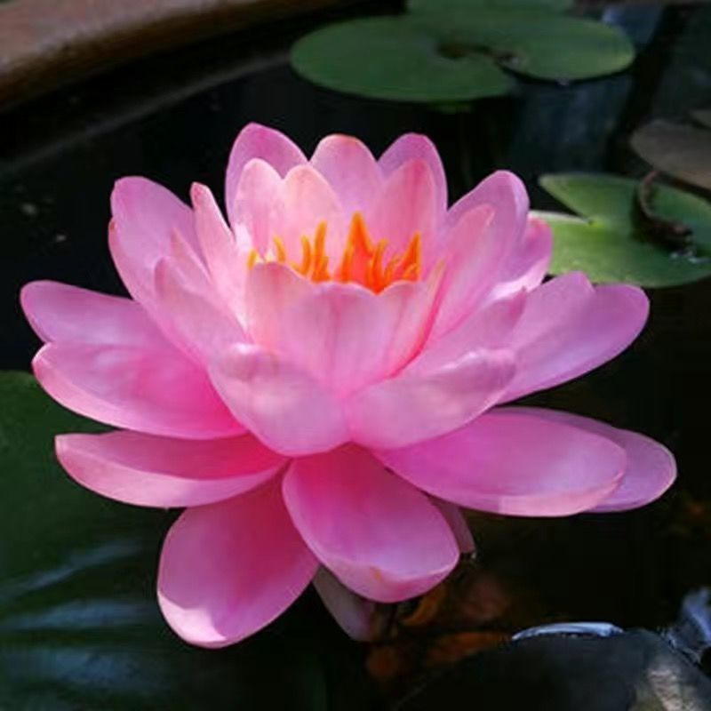 5 Biji Benih Teratai Siap Potong Open Sided 27 Types Lotus Seeds Biji ...