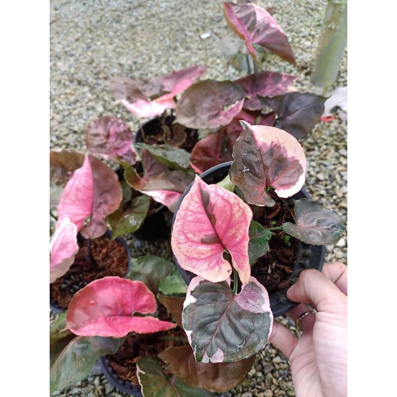syngonium strawberry ice/bunga hidup | Shopee Malaysia