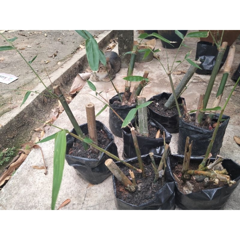Anak pokok buluh beting (gigantochloa levis) dalam polybag sudah ...