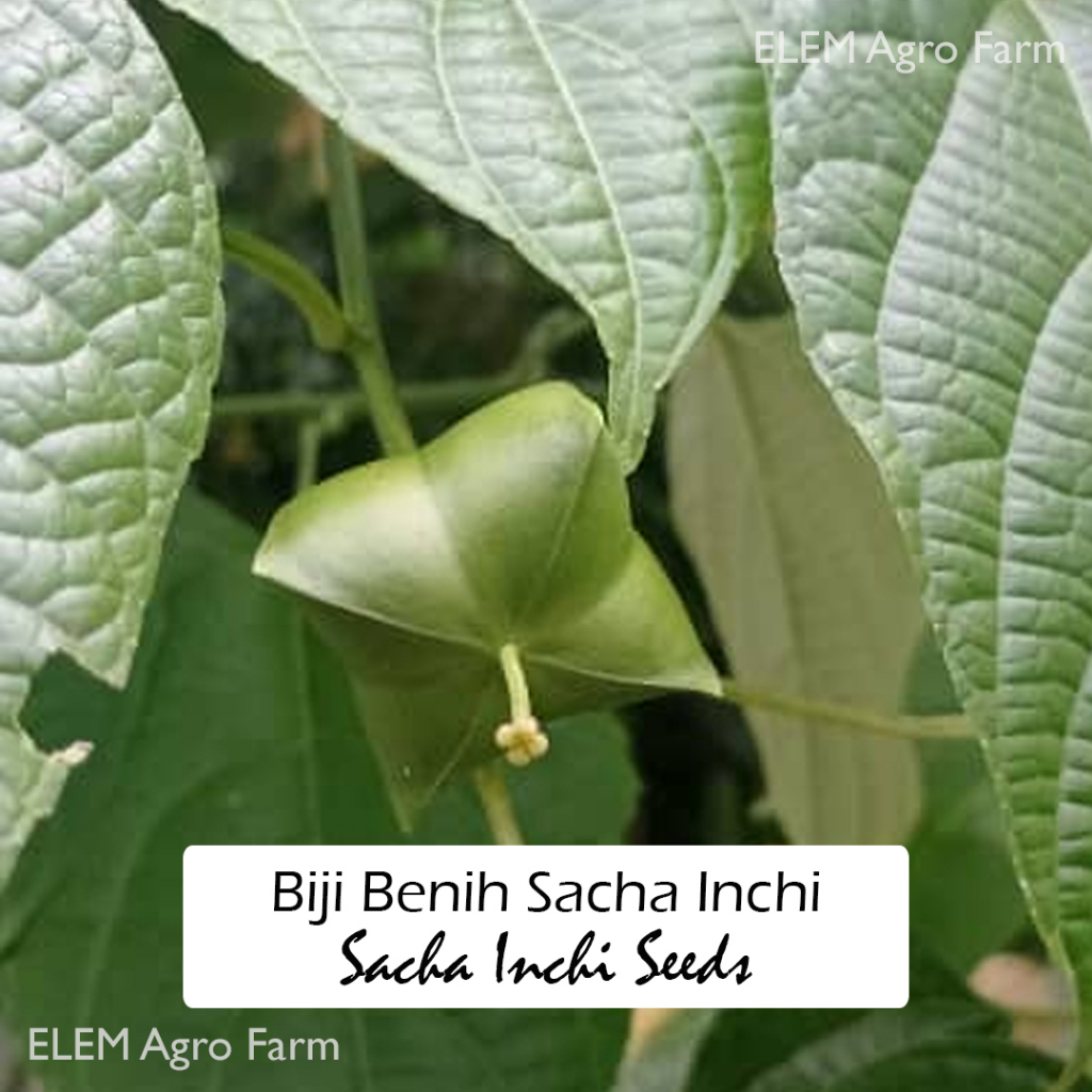 Biji Benih Sacha Inchi Seeds (5 Seeds) | Shopee Malaysia