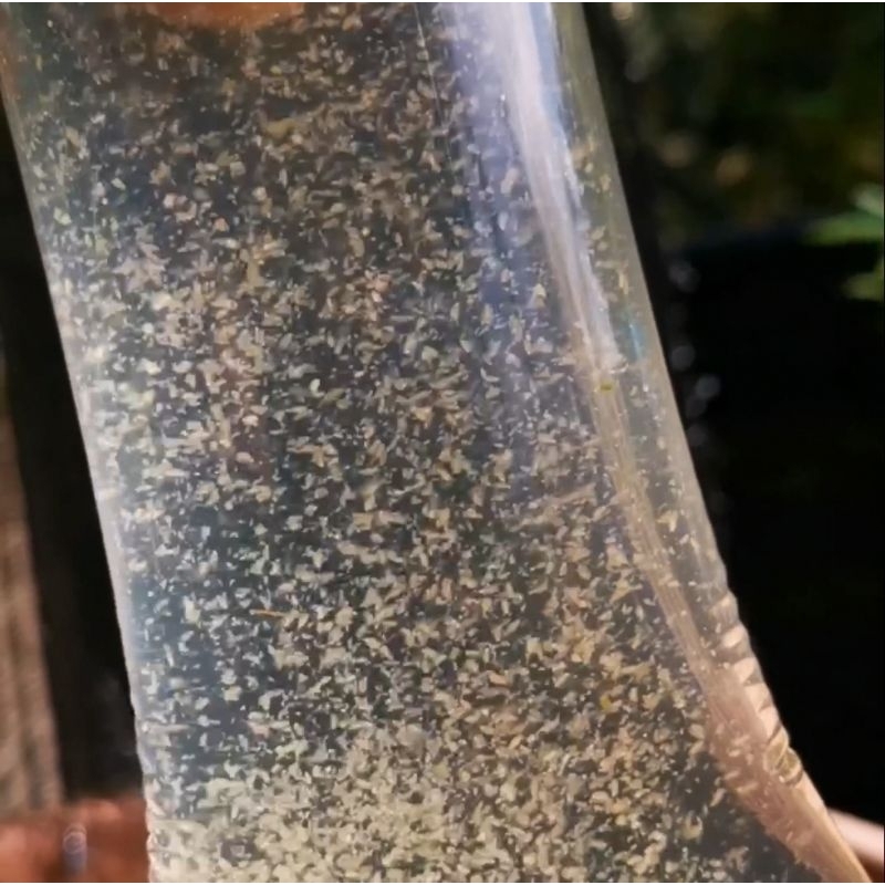 Kutu Air Daphnia Magna Tinggi Protein | Shopee Malaysia