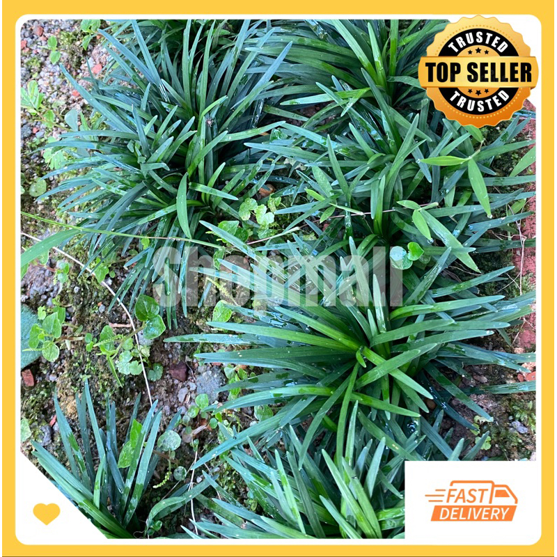 Live Plant Ophiopogon Japonicus Nanus / Kyoto Grass / Ground Cover ...
