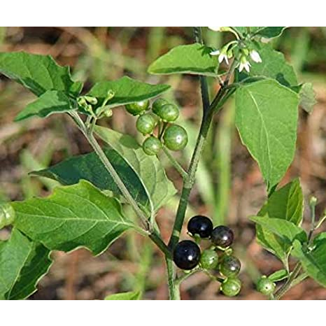 Manathakkali keerai black nightshade herba/powder (Solanum nigrum ...