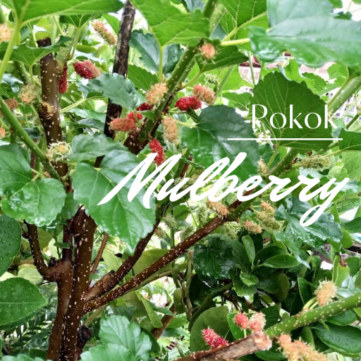 Keratan batang mulberry | Shopee Malaysia