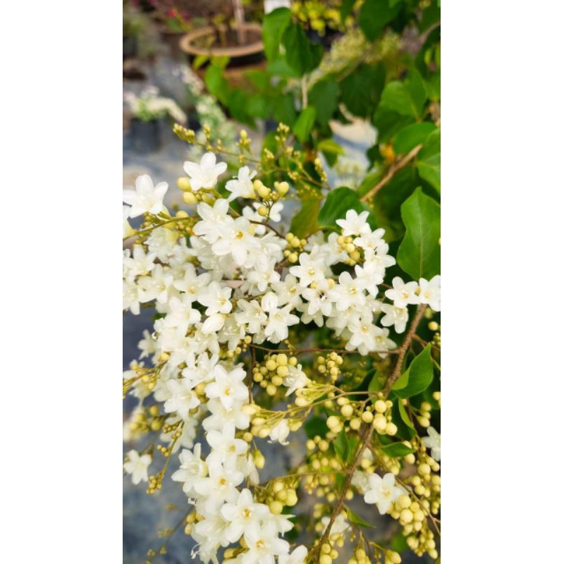 KKB Porana Volubilis, Snow Vine, Shower Bridal Bouquet | Shopee Malaysia