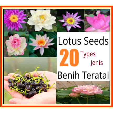 5 Biji Benih Teratai Siap Potong Open Sided 27 Types Lotus Seeds Biji ...