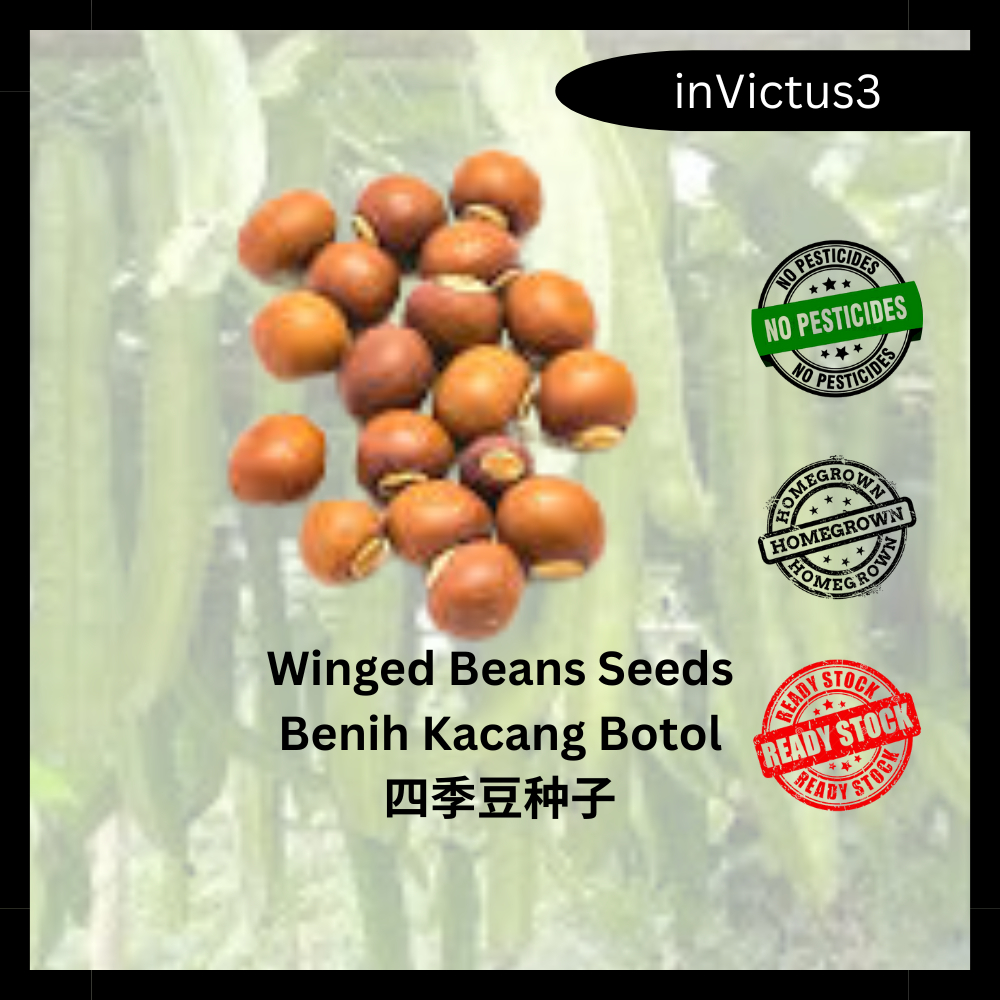 10pcs Biji Benih Kacang Botol Kacang Kelisa Winged Beans Seeds | Shopee ...