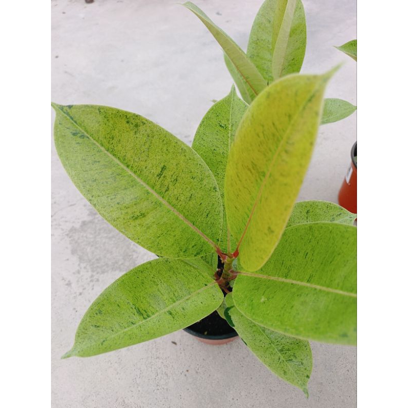Happi GO 1Pot Ficus Shiverana 雀斑小姐橡皮树 (Live Plant) | Shopee Malaysia