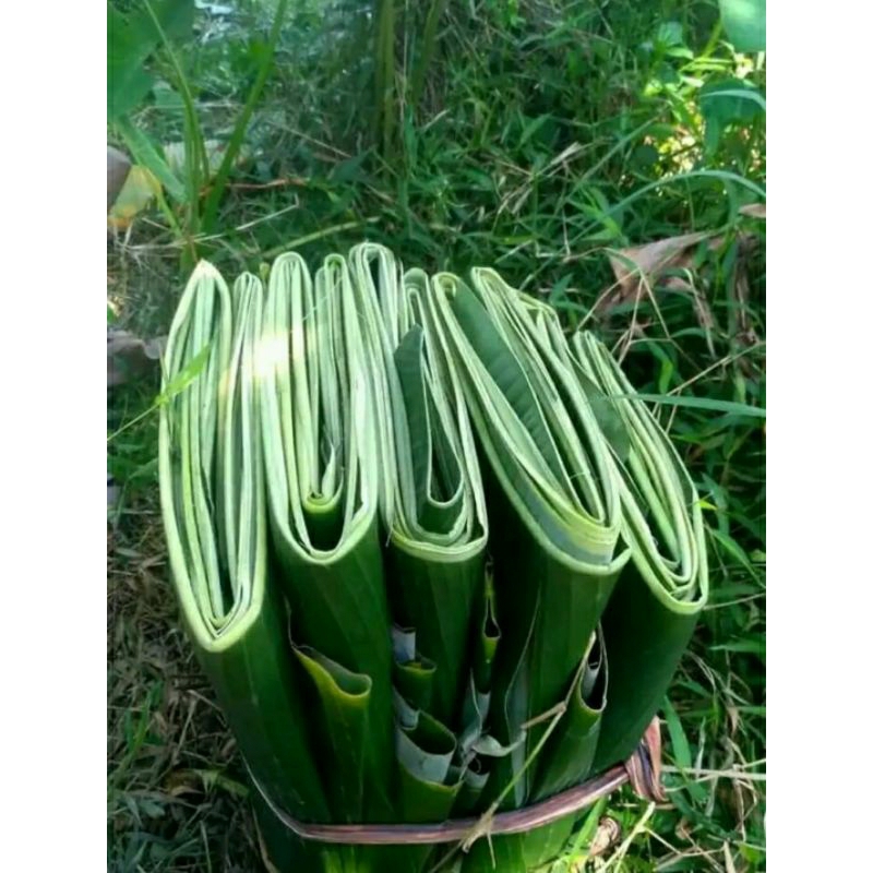daun pisang segar (1kg) | Shopee Malaysia
